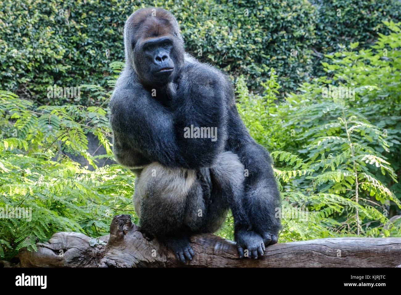 gorilla monkey silverback gorilla in nature - gorilla portrait Stock ...