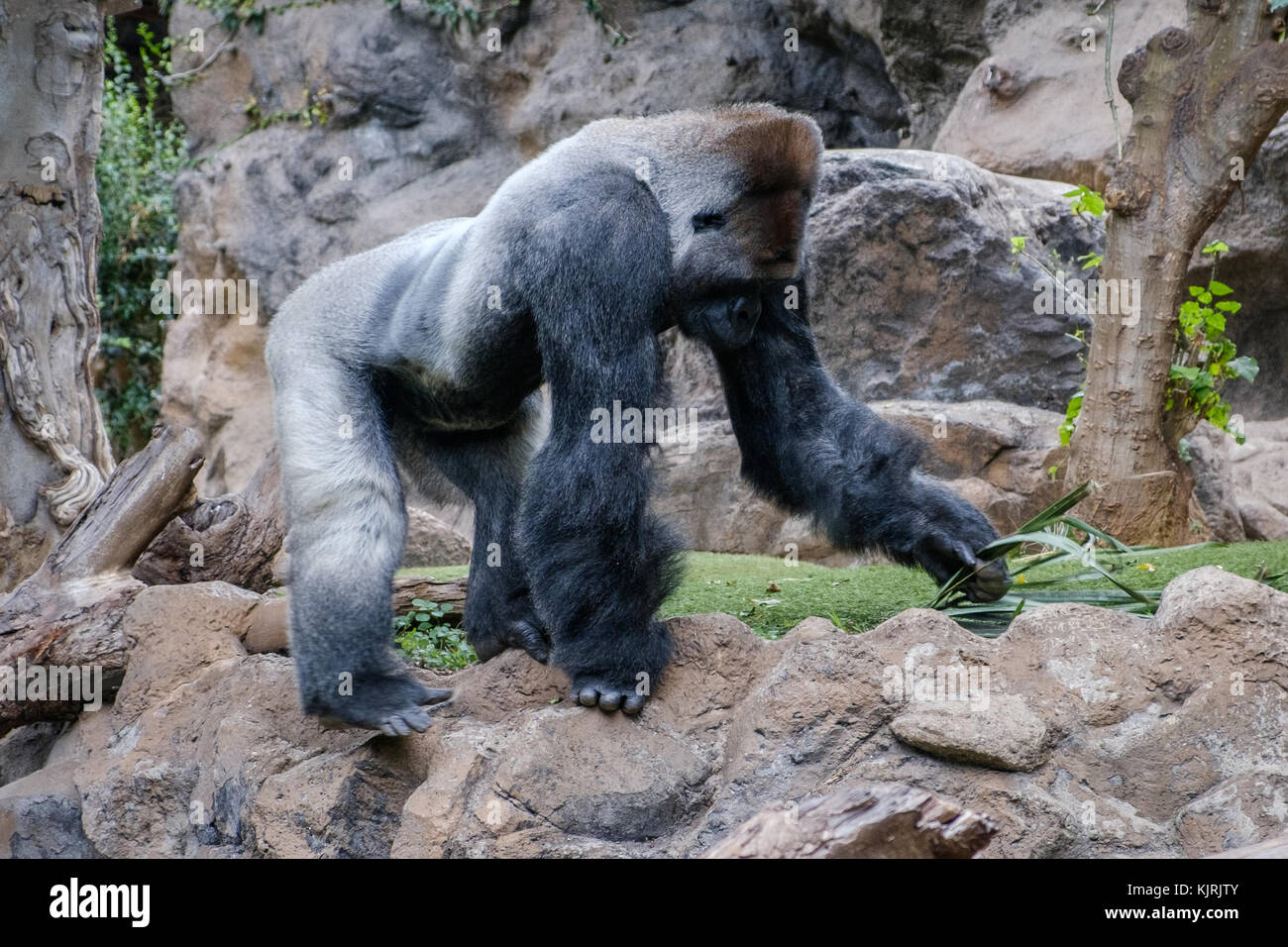 Scary gorilla hi-res stock photography and images - Alamy