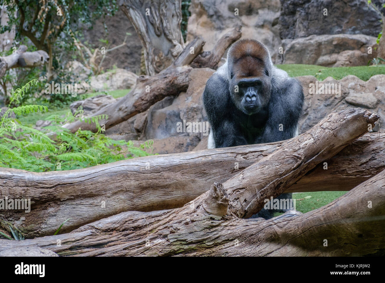 gorilla portrait - silverback gorilla looking into camera Stock Photo ...