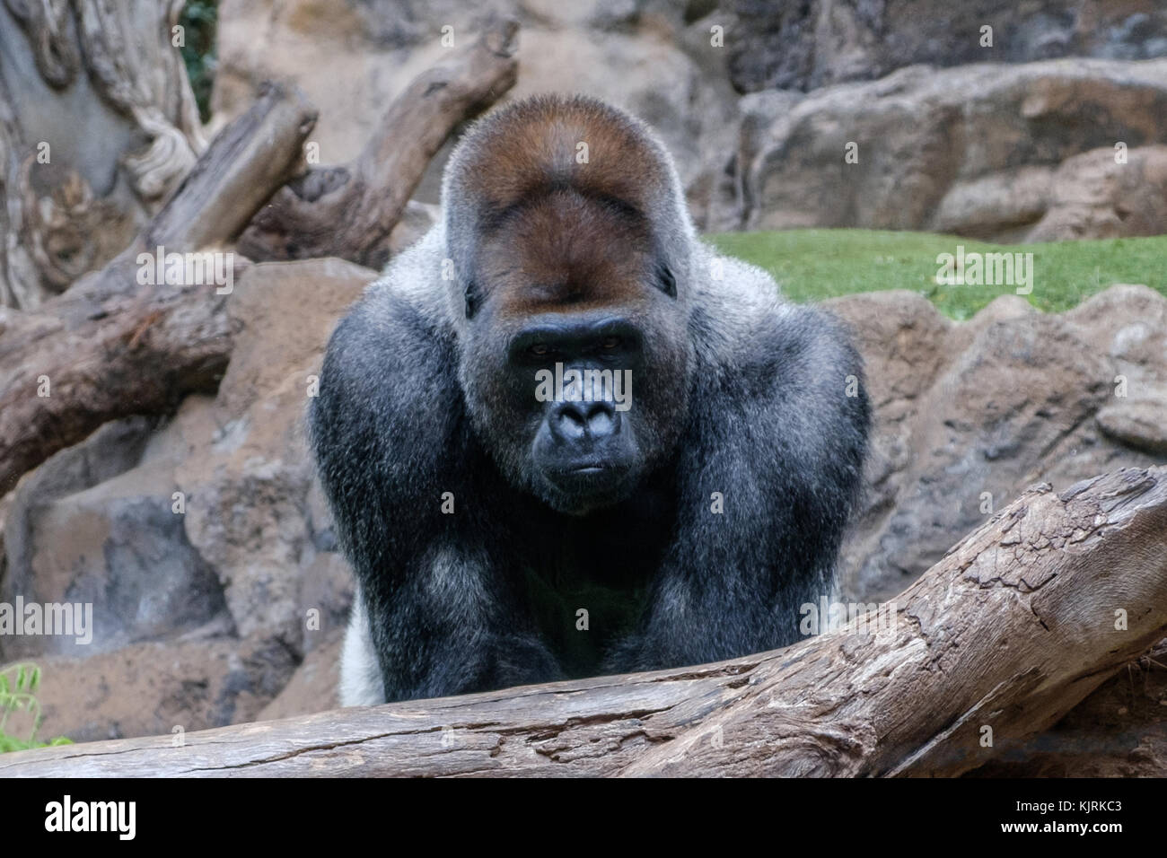 Scary gorilla hi-res stock photography and images - Alamy
