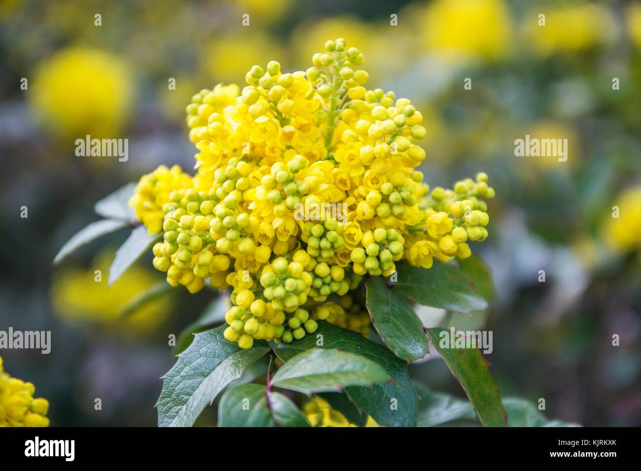 Detail yellow flowering shrubs mahonia. Oregon grape Stock Photo - Alamy
