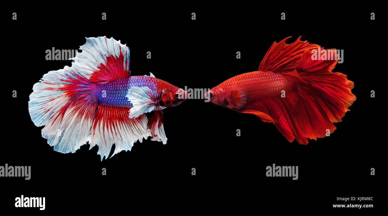 two siamese fighting fish on a black background Stock Photo - Alamy