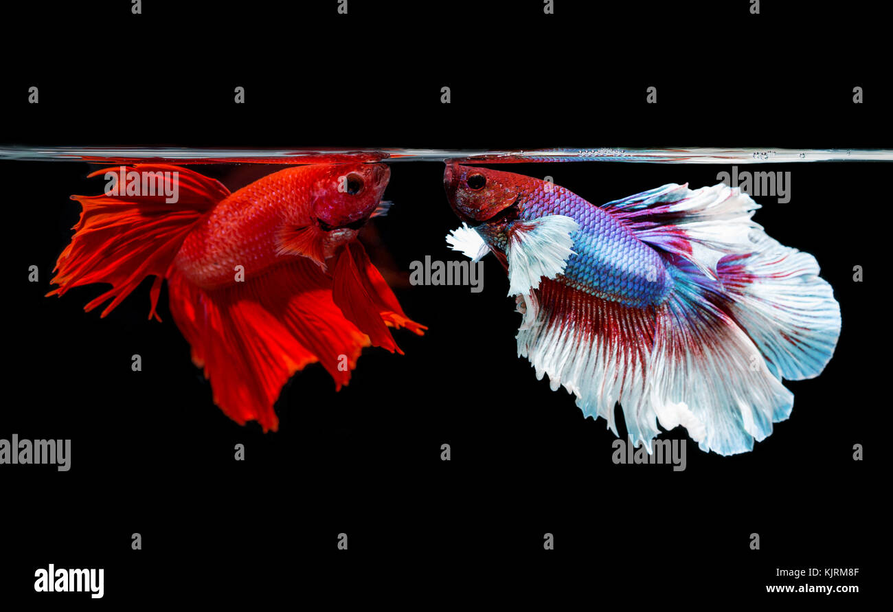 two siamese fighting fish on a black background Stock Photo - Alamy