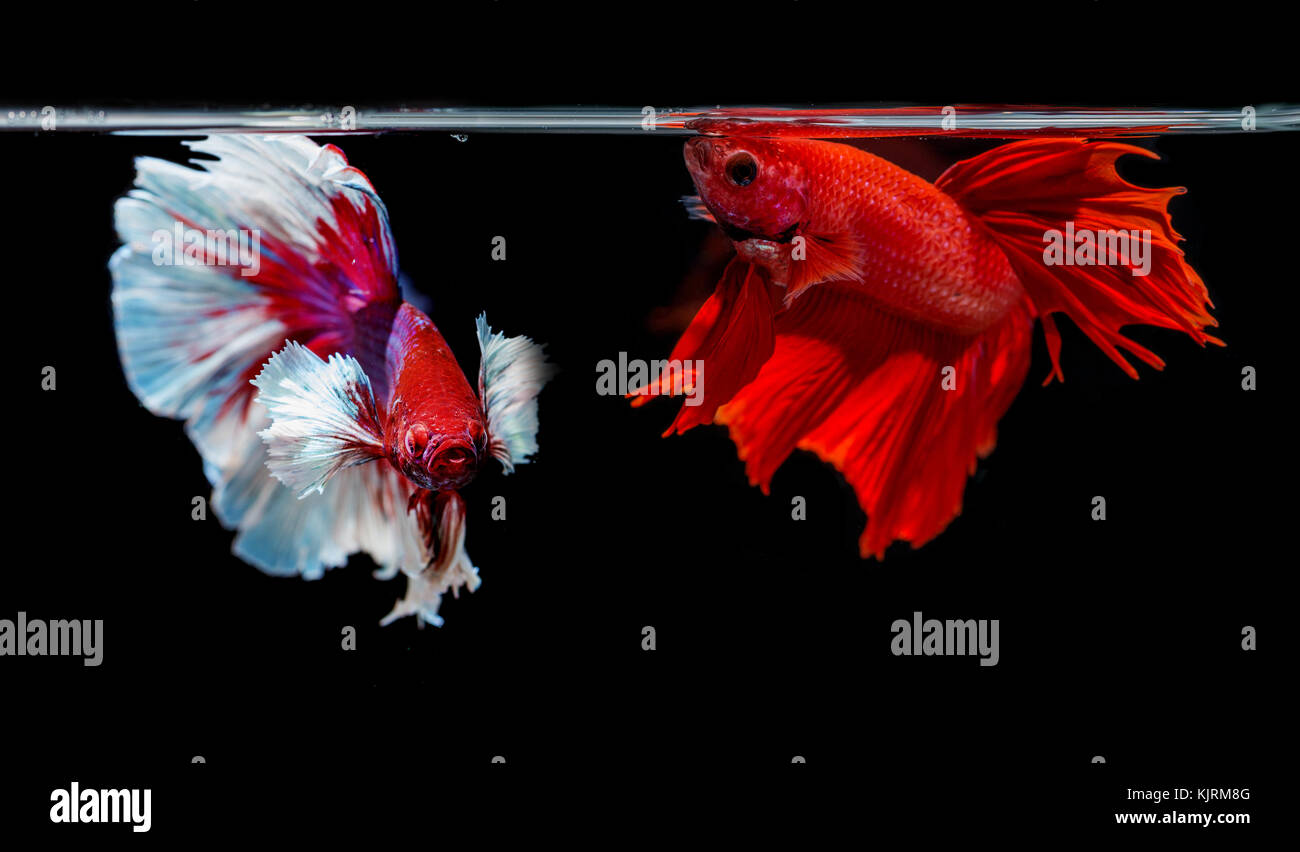 two siamese fighting fish on a black background Stock Photo - Alamy