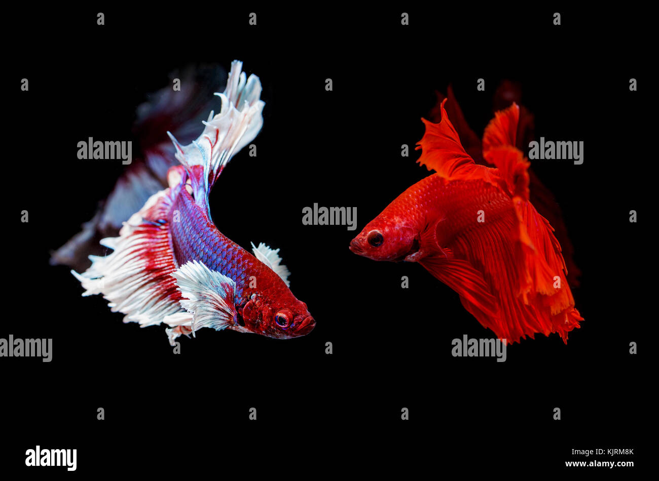 two siamese fighting fish on a black background Stock Photo - Alamy