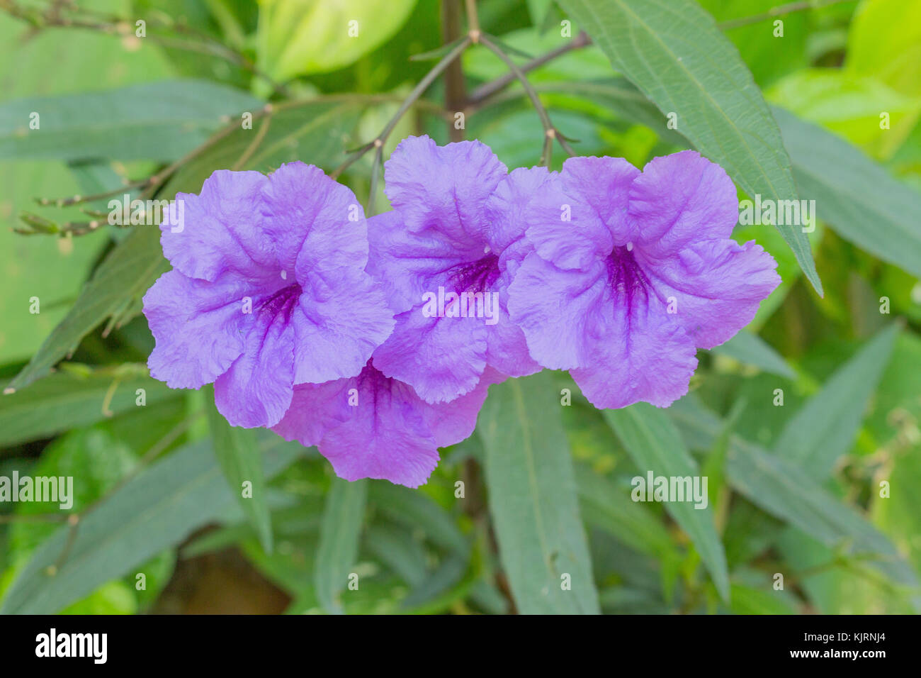 Ruellia flower Purple bloom in the morning. (Ruellia tuberosa Linn ...
