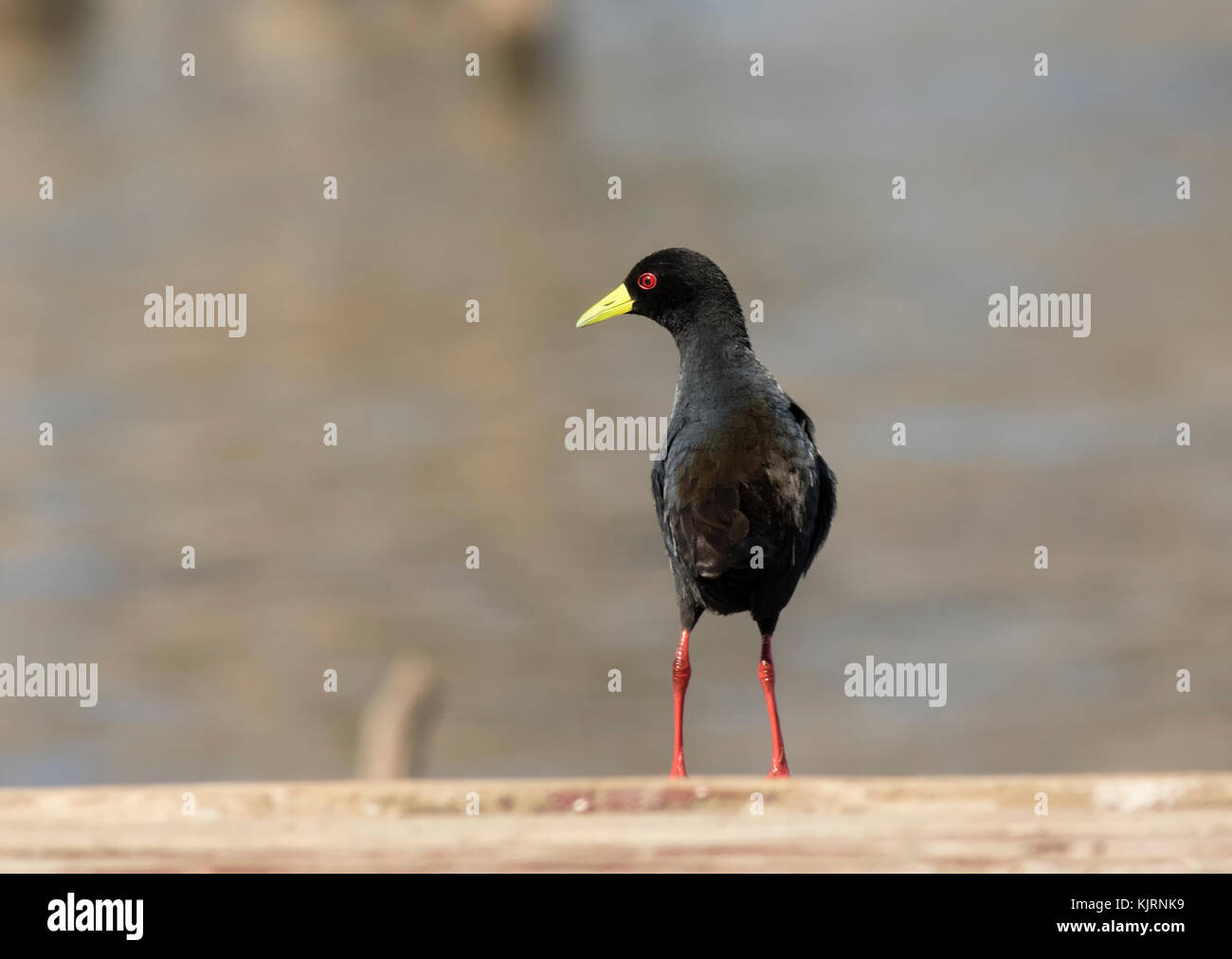 Black Crake High Resolution Stock Photography and Images - Alamy