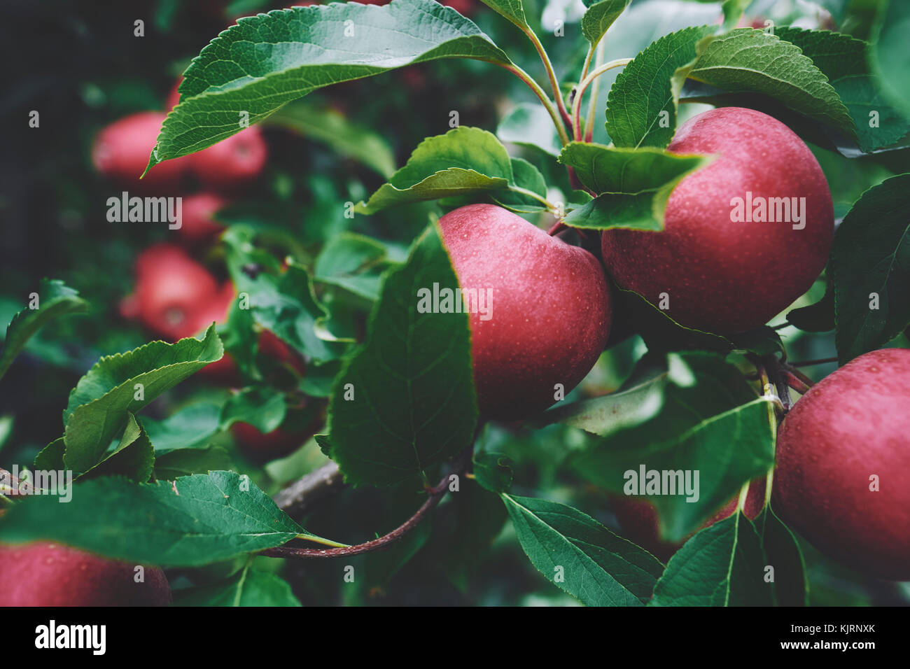 Apples orchard hi-res stock photography and images - Alamy