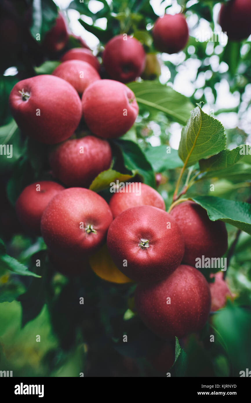 Ripe red apples in an orchard ready for harvest Stock Photo - Alamy