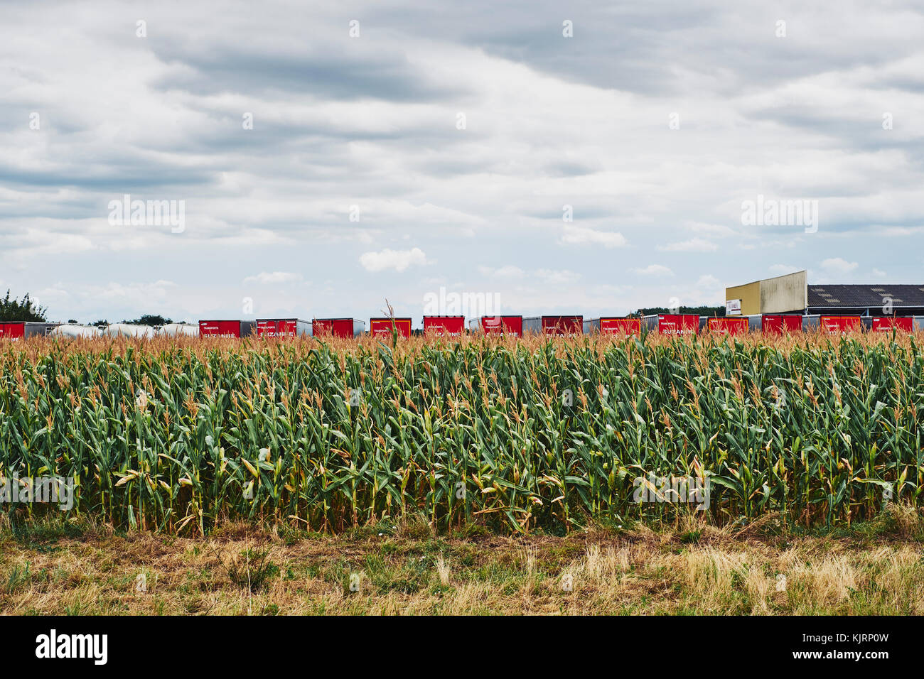Crops ready for harvest hi-res stock photography and images - Alamy