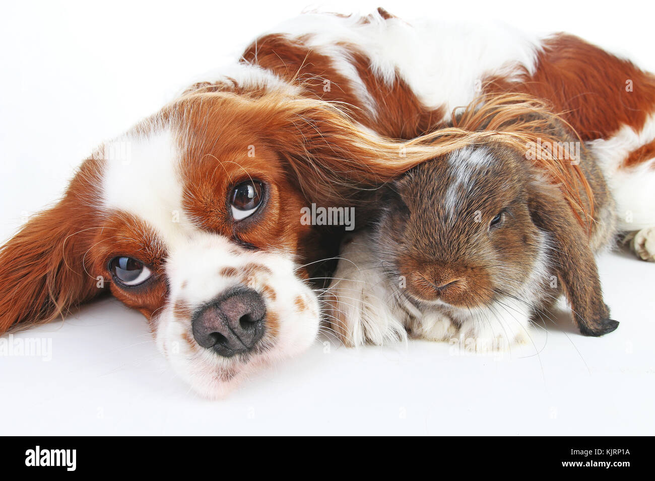 Dog and rabbit together. Animal friends. Rabbit bunny pet white fox rex ...