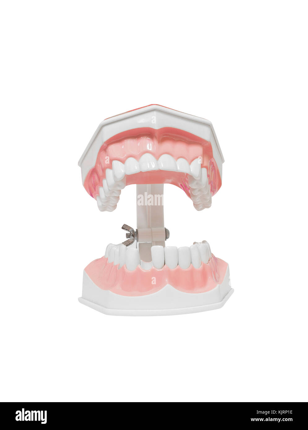 Dental Model of Teeth Open mouth, Isolated on white background clipping ...