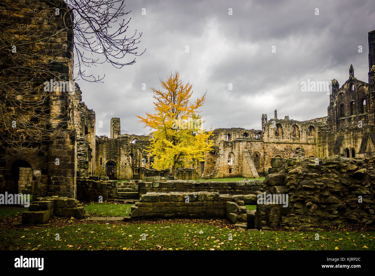 Lone tree a amongst the ruins Stock Photo - Alamy