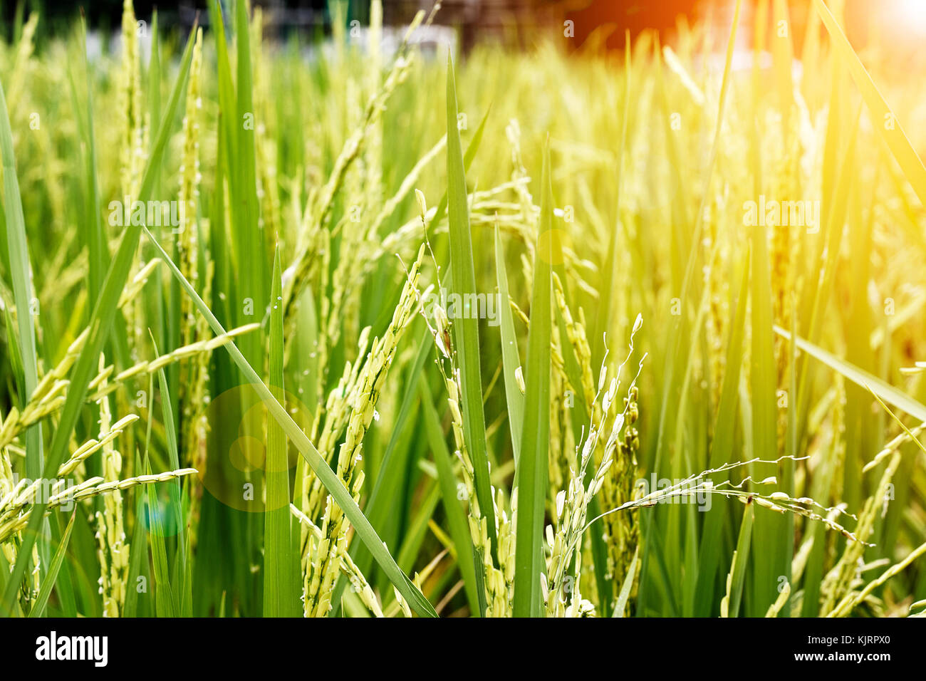 closeup of rice plant Stock Photo - Alamy
