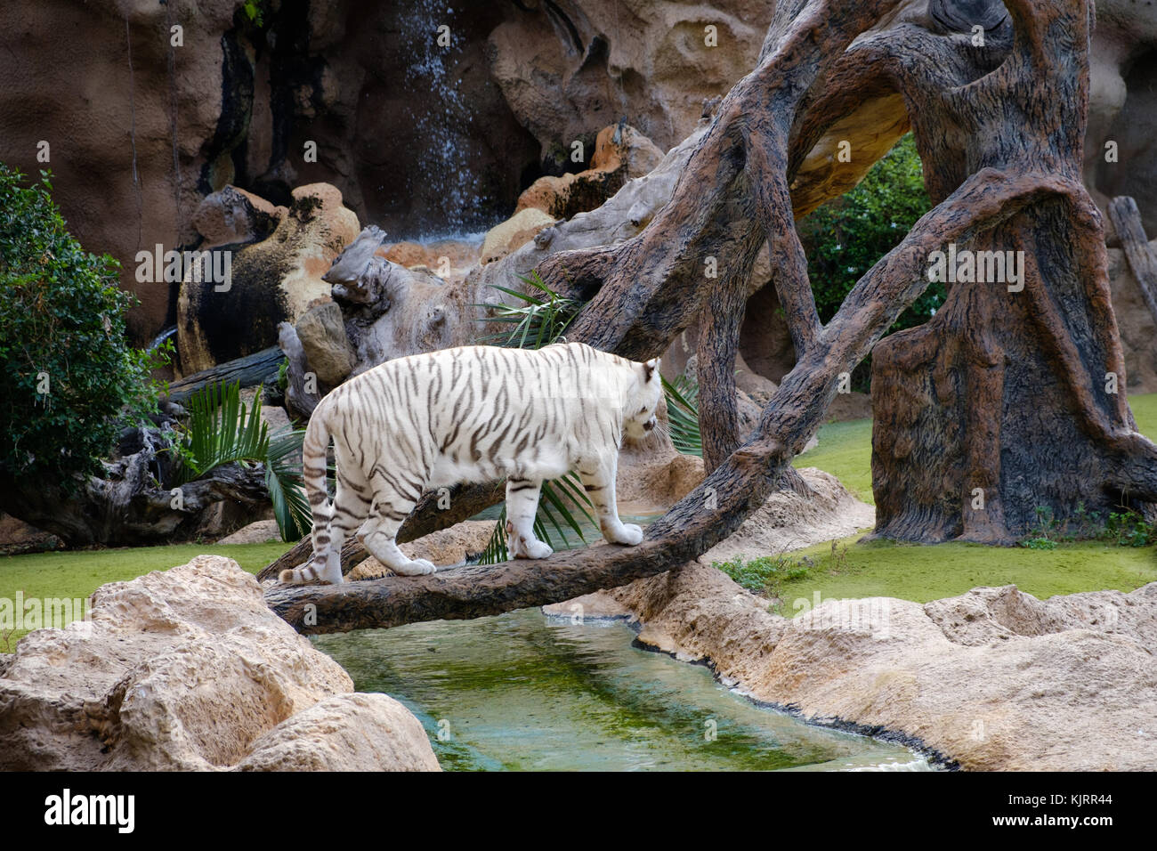 albino tiger , white bengal tiger Stock Photo - Alamy