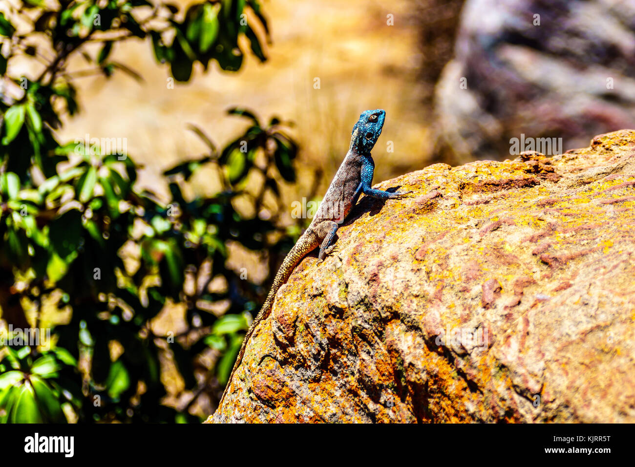 Southern Rock Agama lizard, or Agama Atra, with its blue metallic ...