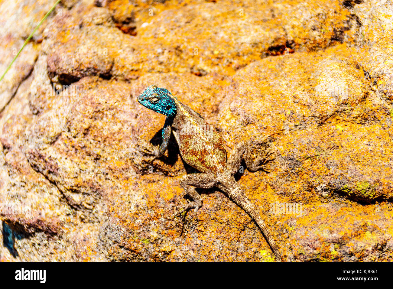 Southern Rock Agama lizard, or Agama Atra, with its blue metallic ...