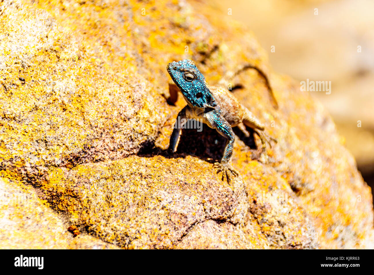 Southern Rock Agama lizard, or Agama Atra, with its blue metallic ...