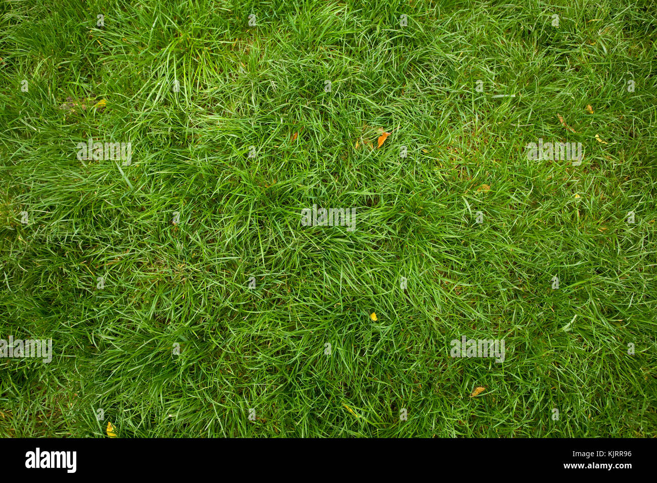 untrimmed green lawn background Stock Photo - Alamy