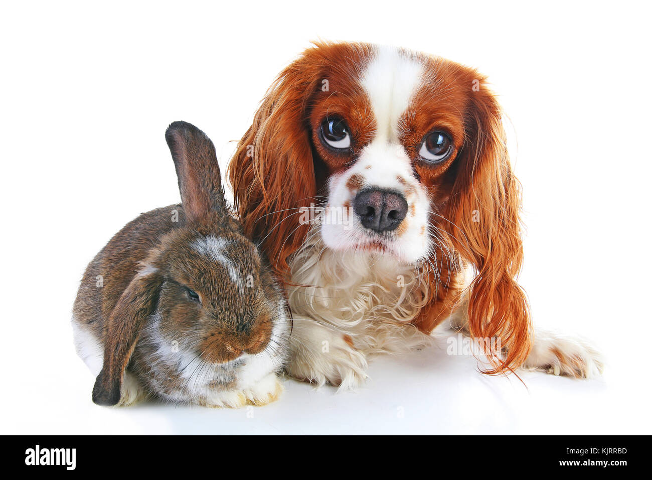 Can Rabbit And Dog Live Together