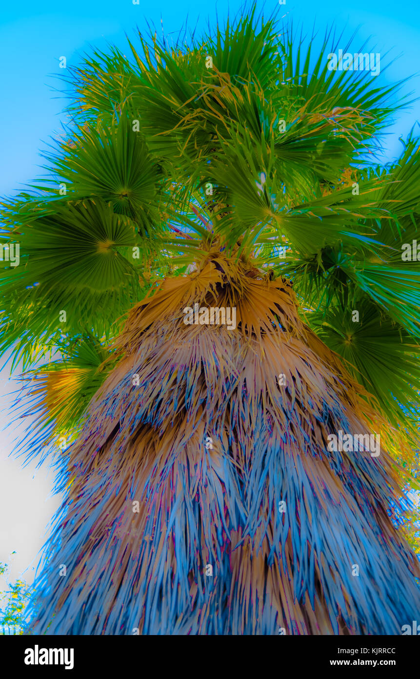 Colorful illustration of a hairy palm tree Stock Photo - Alamy