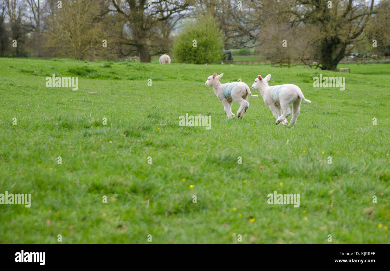 Lambs running through a grassy field Stock Photo - Alamy