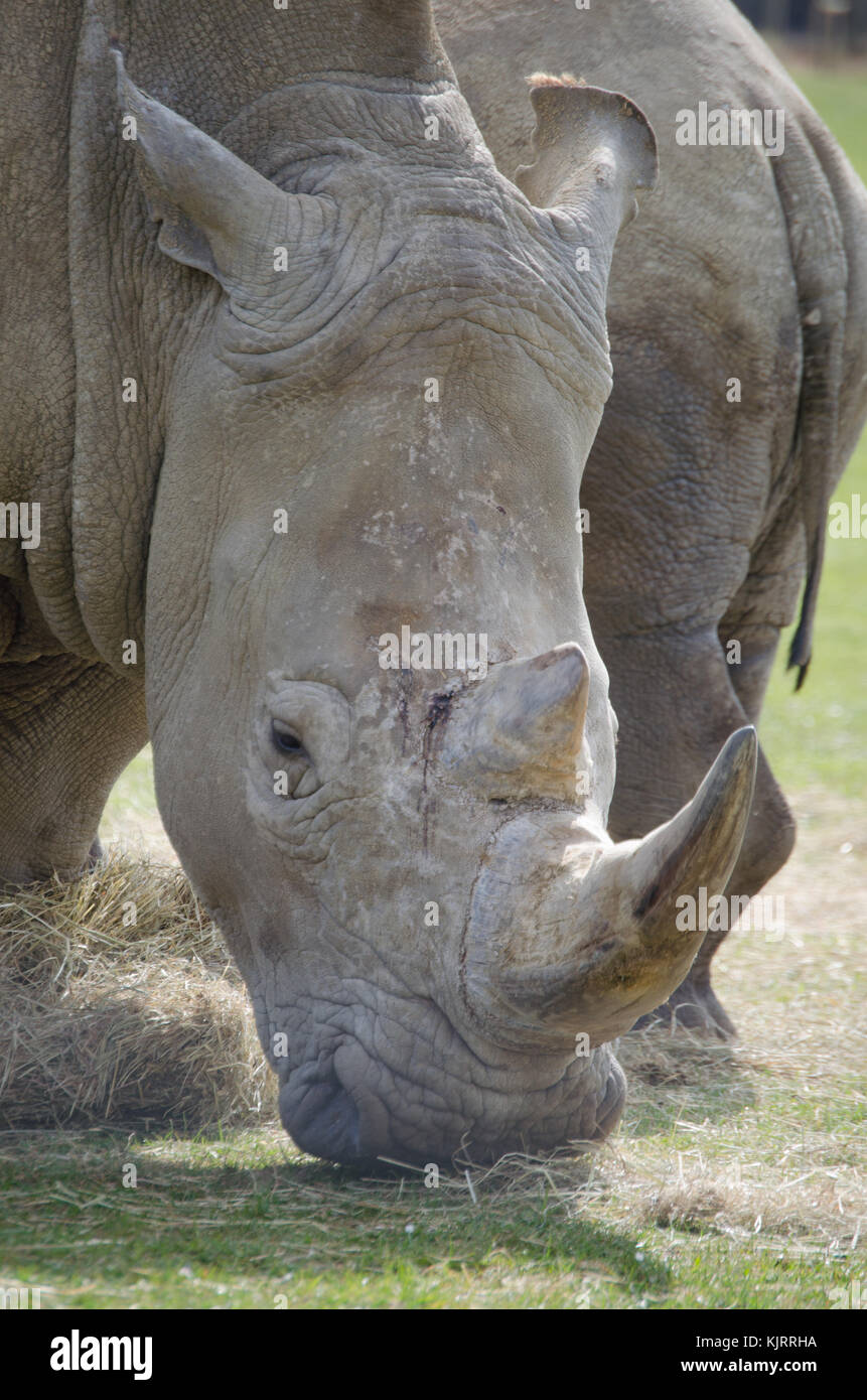 White Rhinoceros at the wildlife park Stock Photo - Alamy