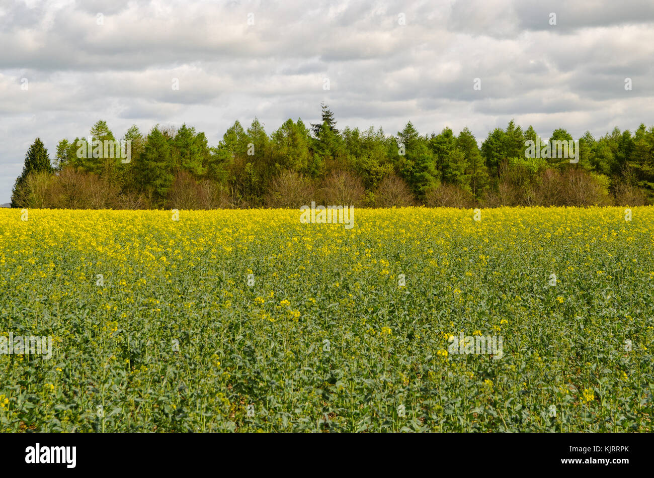 Rapeseed environment hi-res stock photography and images - Alamy