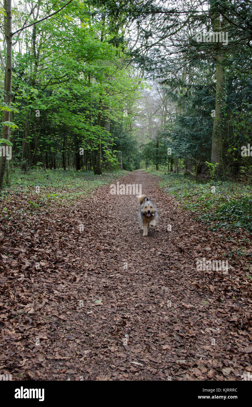 Mystery dog hi-res stock photography and images - Alamy