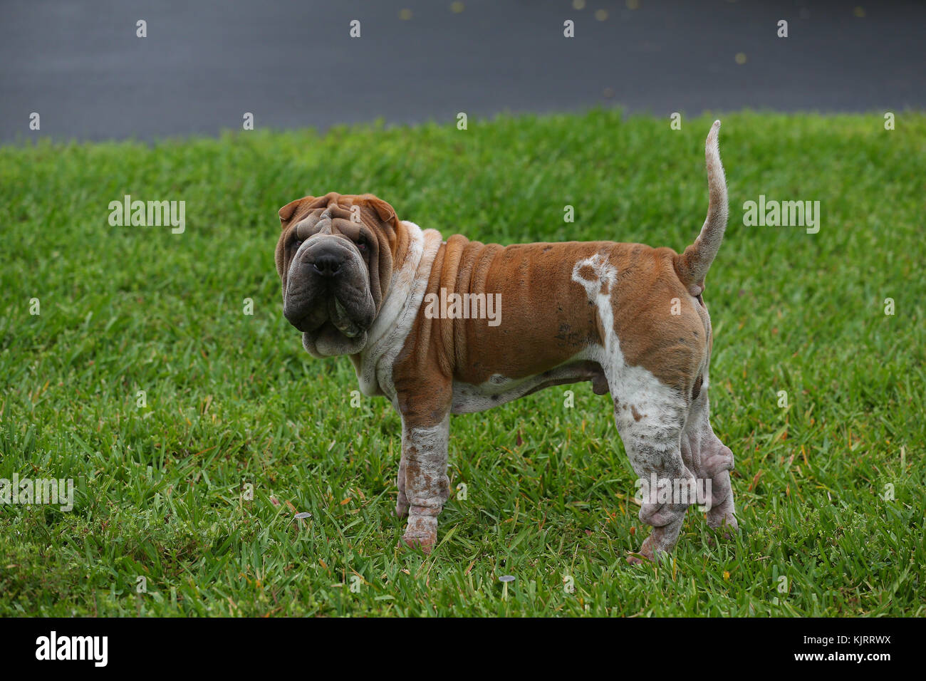 Shar pei standing hi-res stock photography and images - Alamy