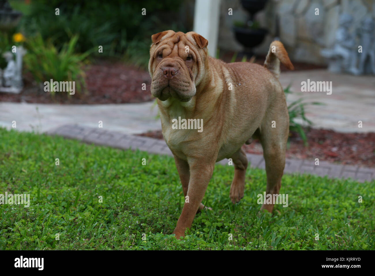 Shar Pei Chinese Fighting Dog Walking Stock Photo - Alamy