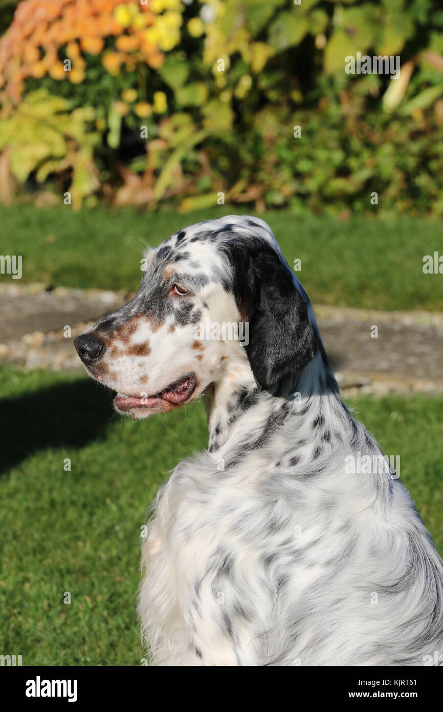 Setter laverack hi-res stock photography and images - Alamy