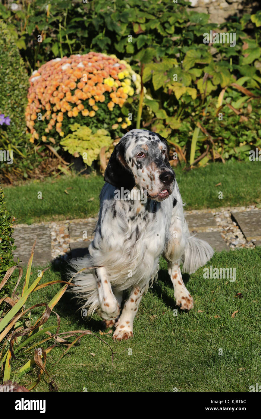 Setter laverack hi-res stock photography and images - Alamy