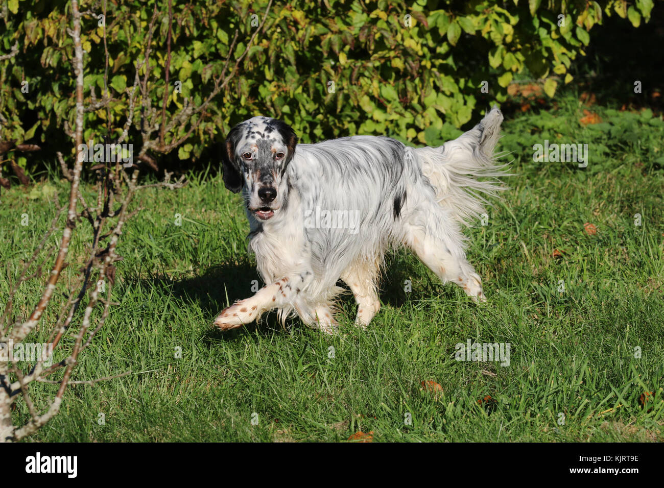 Setter - English English Setter Laverack Setter Stock Photo - Alamy