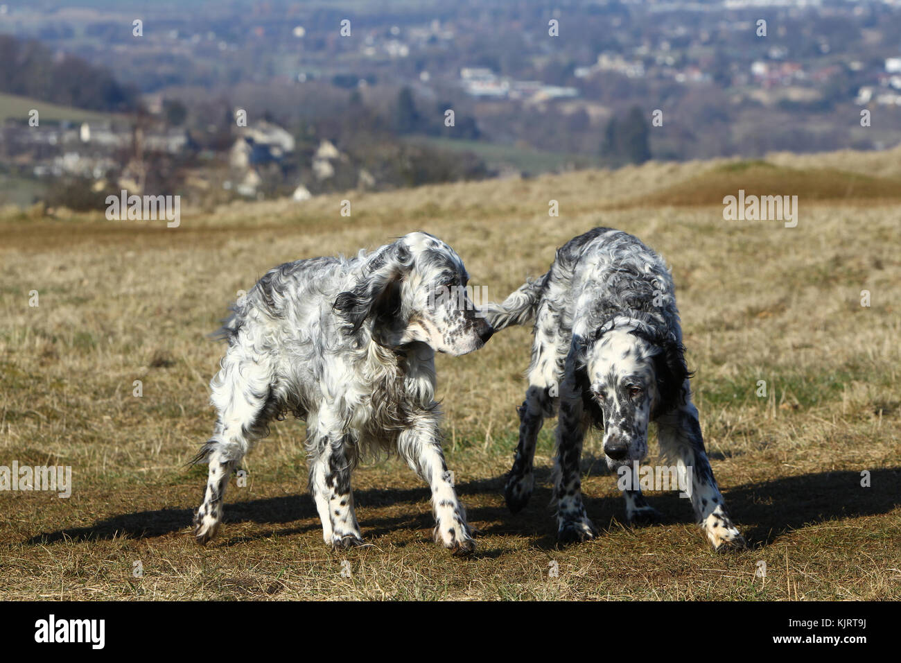 Setter laverack hi-res stock photography and images - Alamy