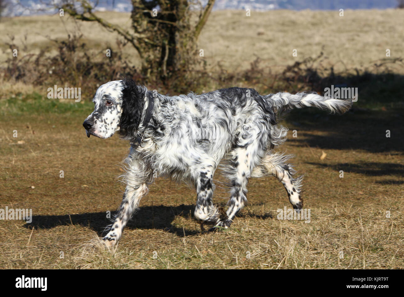 Laverack setter hi-res stock photography and images - Alamy