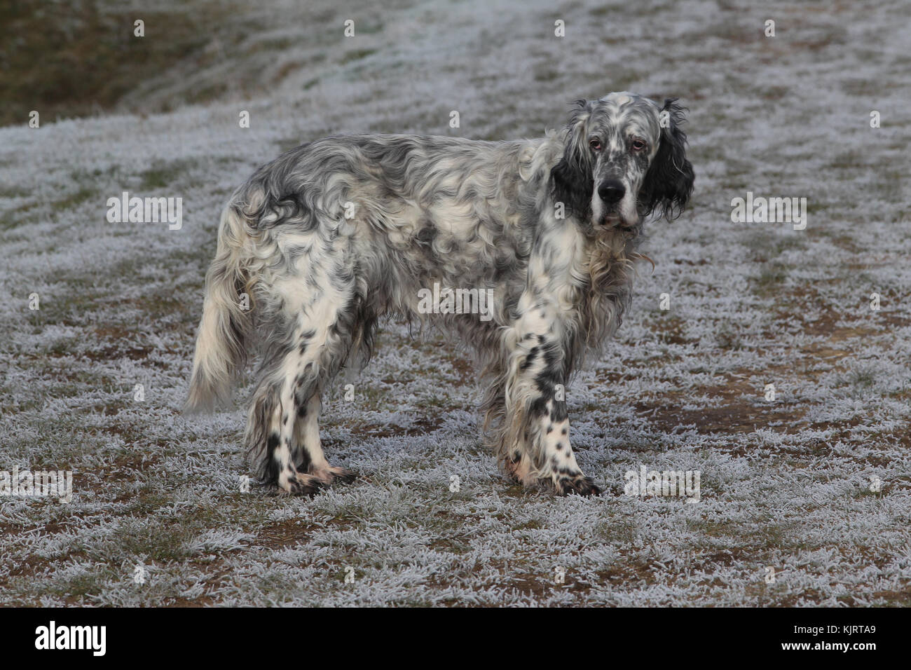 Setter laverack hi-res stock photography and images - Alamy
