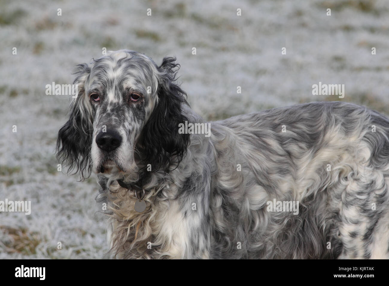 Setter laverack hi-res stock photography and images - Alamy