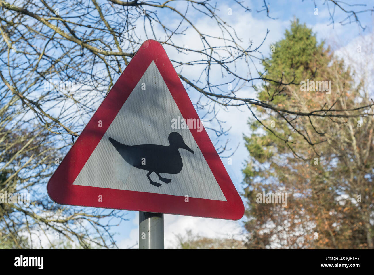 Duck warning sign / signpost at Par in Cornwall, UK. Country roadsigns ...