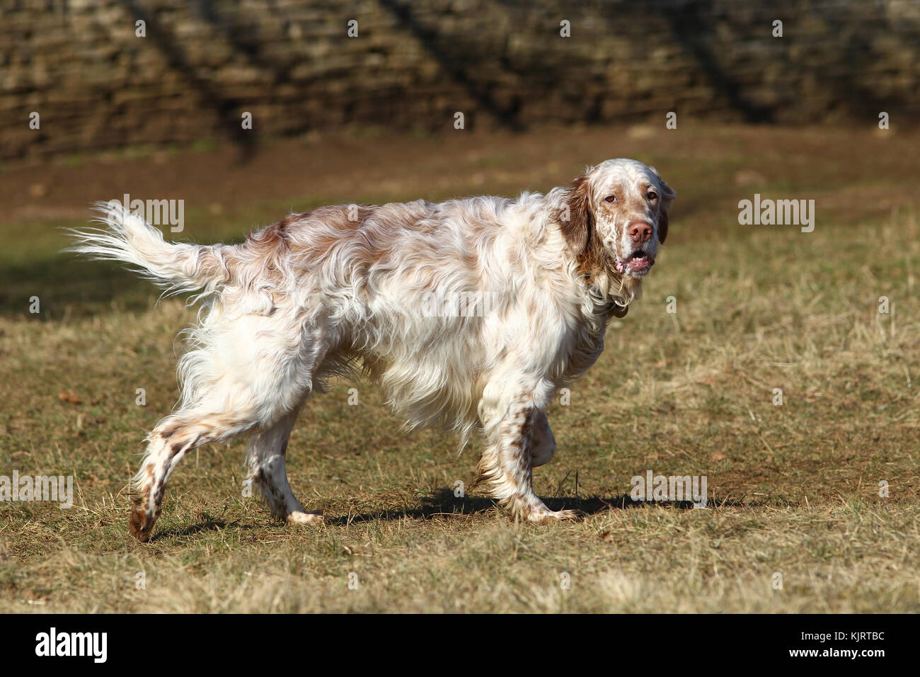 Setter laverack hi-res stock photography and images - Alamy