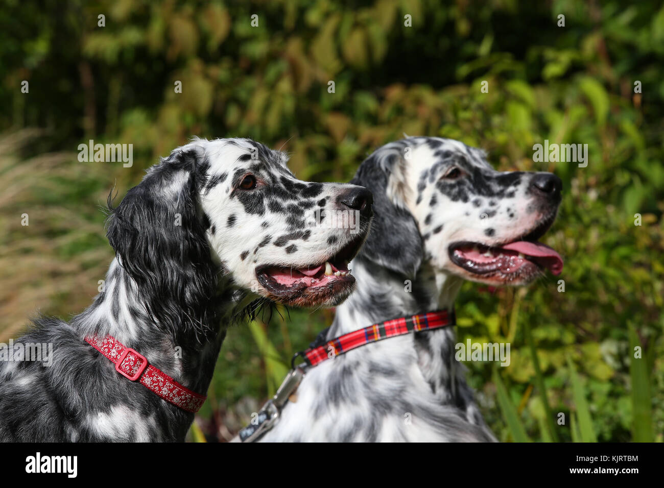 Setter laverack hi-res stock photography and images - Alamy