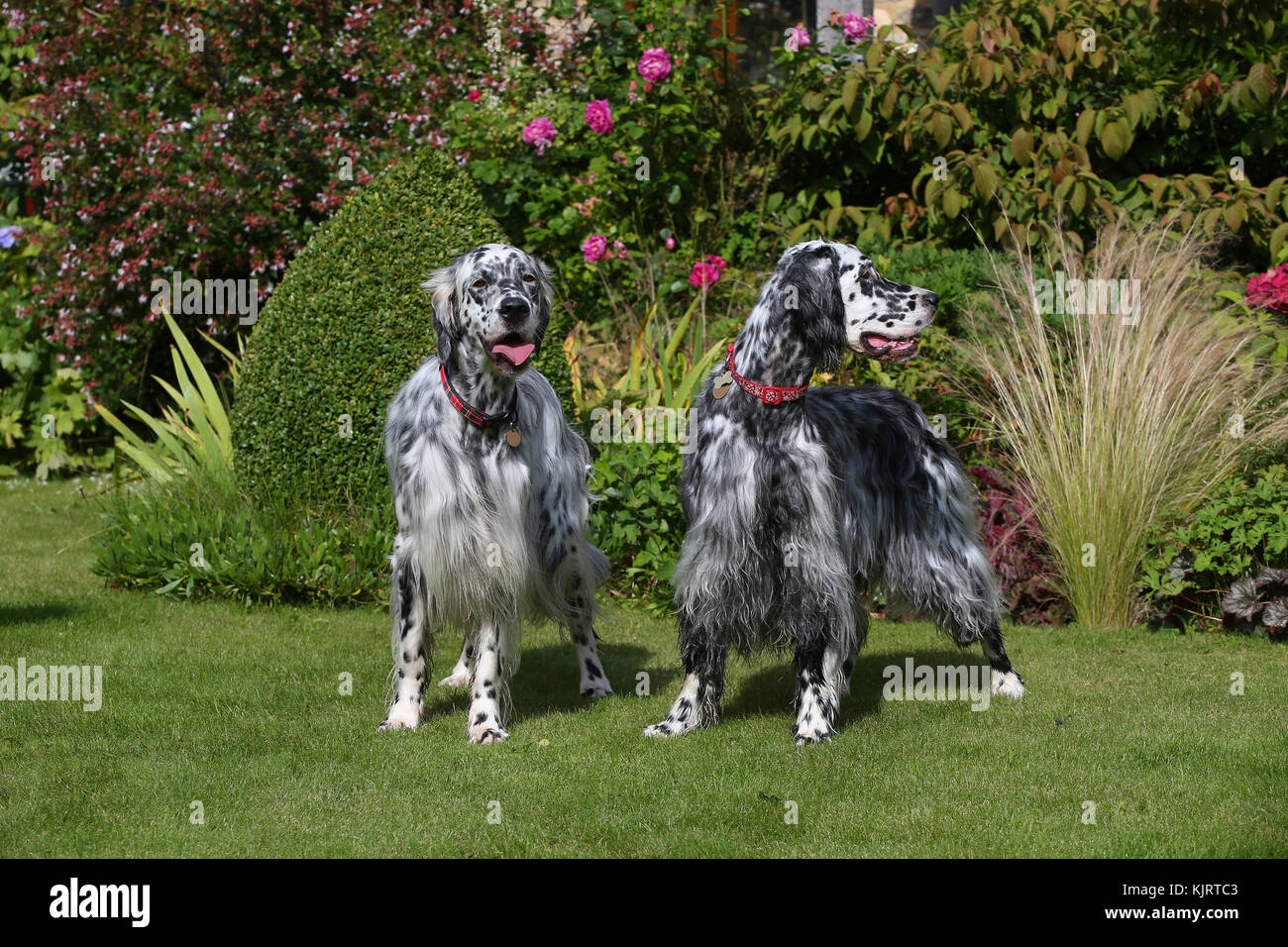 Setter laverack hi-res stock photography and images - Alamy