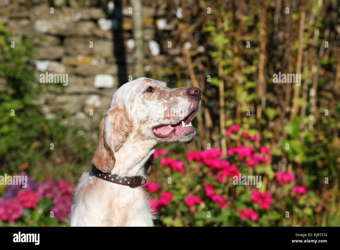 Setter laverack hi-res stock photography and images - Alamy