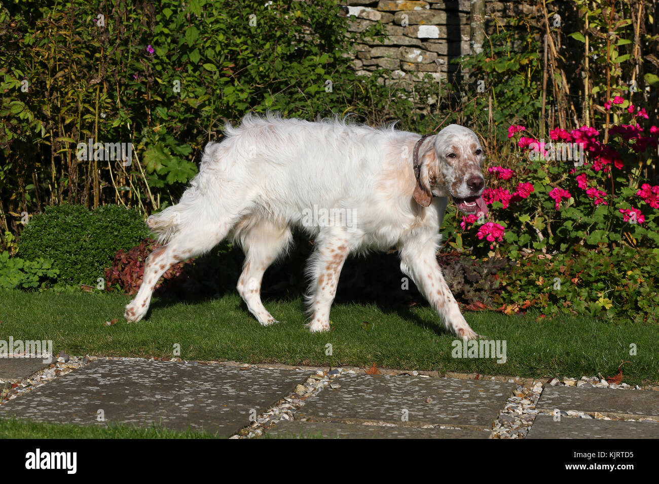 Setter laverack hi-res stock photography and images - Alamy