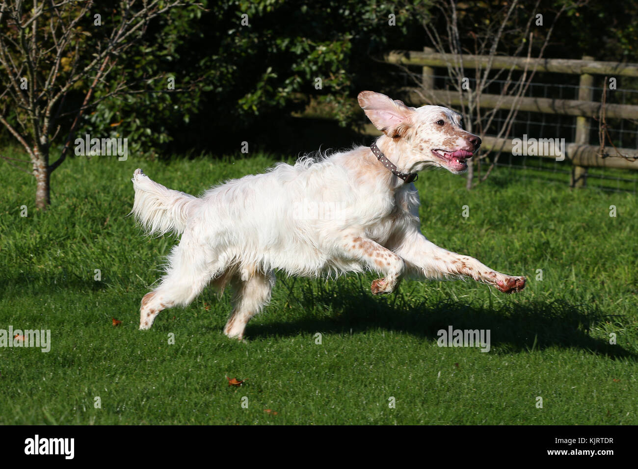 English setter orange hi-res stock photography and images - Alamy
