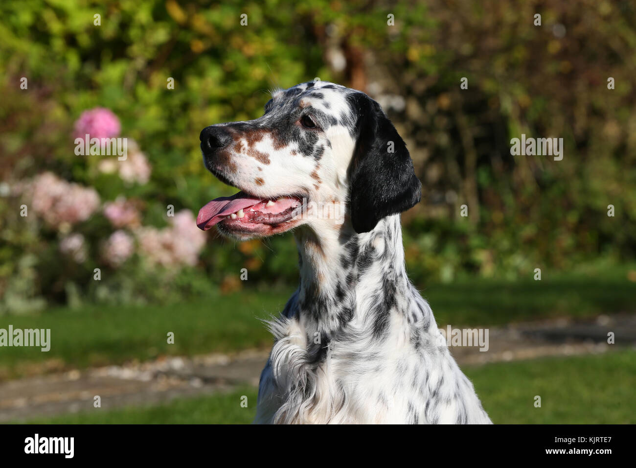 English Setter High Resolution Stock Photography and Images - Alamy