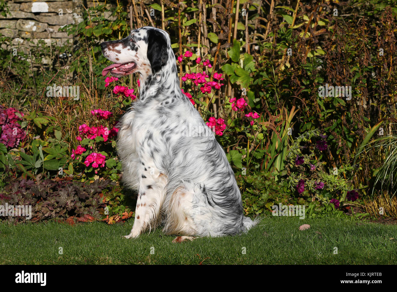 Setter laverack hi-res stock photography and images - Alamy