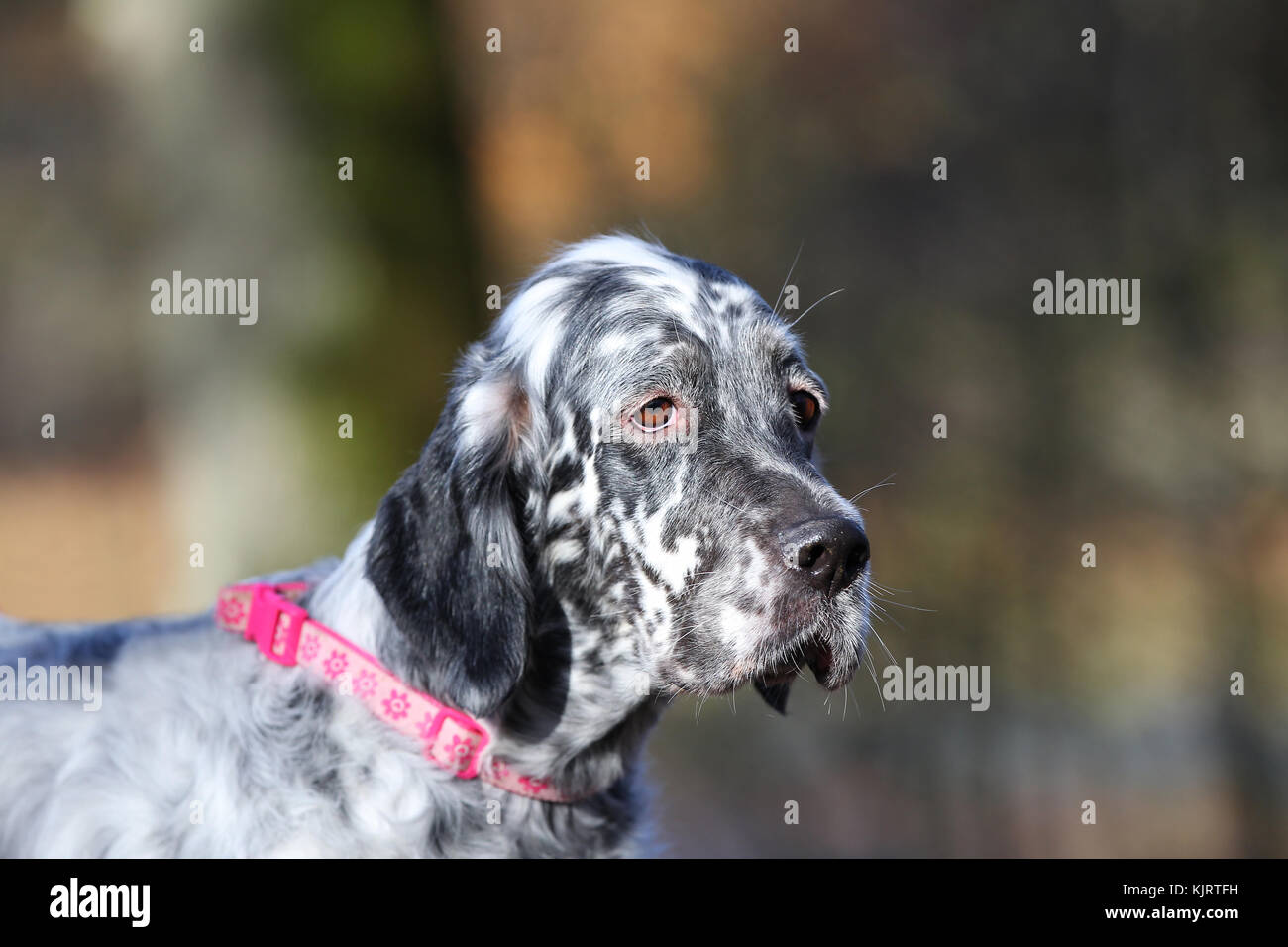 Setter laverack hi-res stock photography and images - Alamy