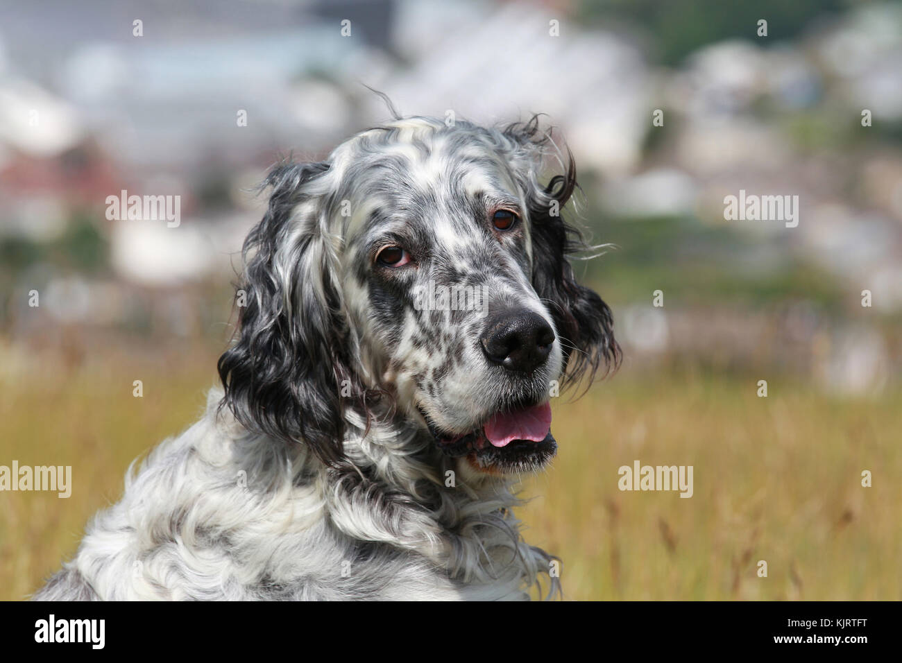 Setter laverack hi-res stock photography and images - Alamy