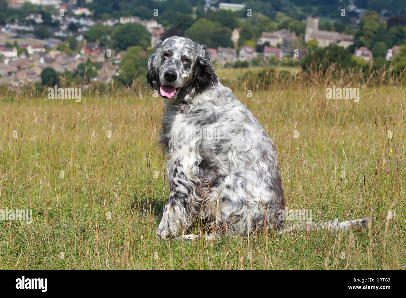 Setter laverack hi-res stock photography and images - Alamy